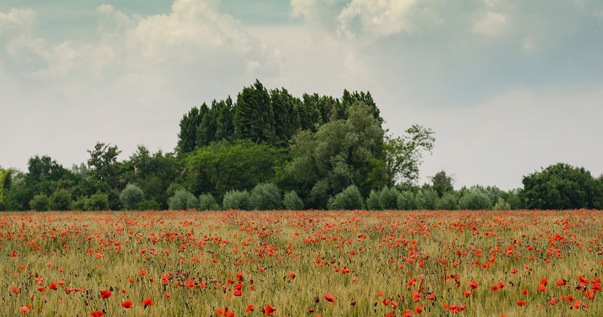 最後の装いだからこそ美しく―現代の死装束“エンディングドレス”とは？｜SOBANI -エンディングに関する様々な情報をわかりやすく解説-