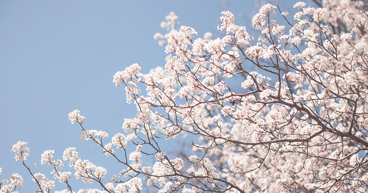 弔問はいつ誰がどのようにするのか？～タイミングや流れ、持ち物、服装｜SOBANI -エンディングに関する様々な情報をわかりやすく解説-